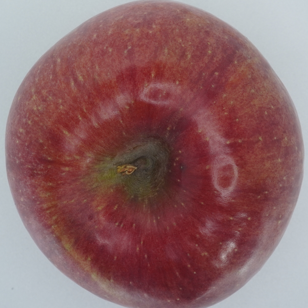 0609_apple Object Detection Dataset by WOOJIN KIM