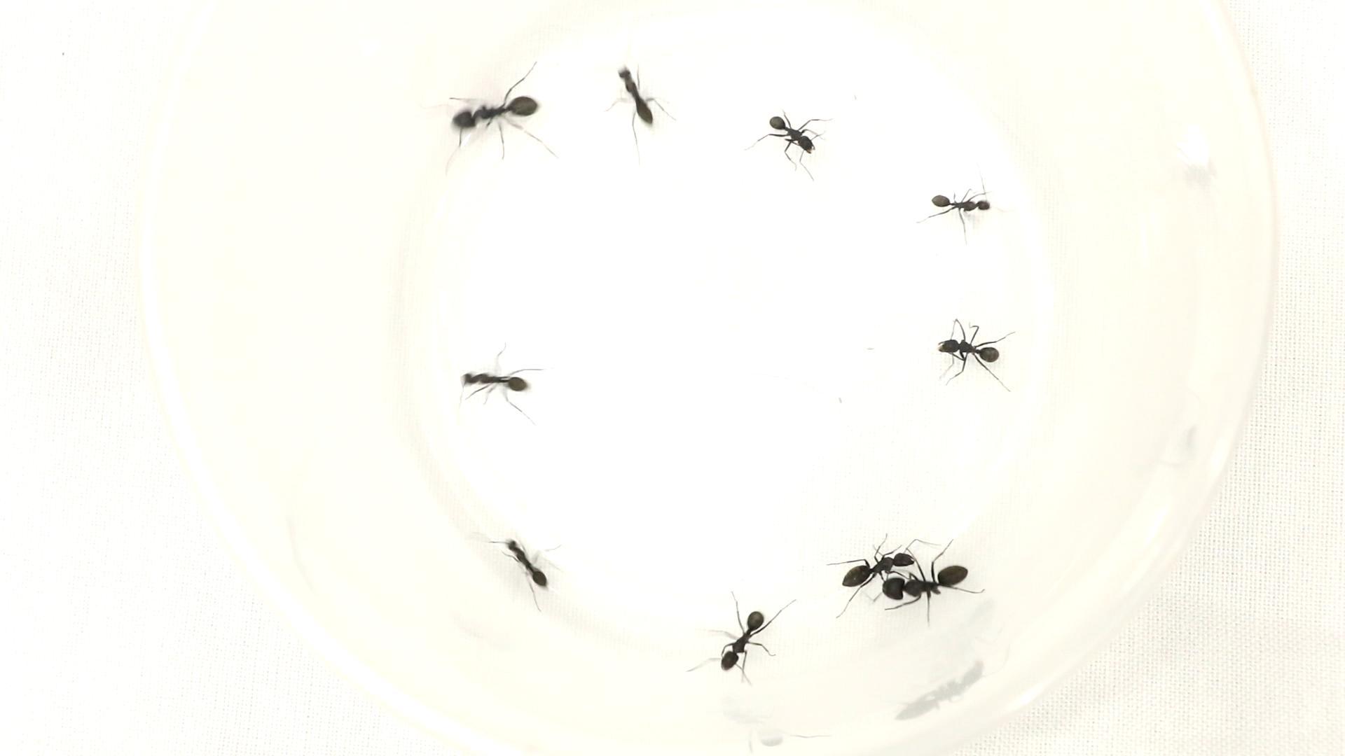 ants Object Detection Dataset by MohamedLabelisation