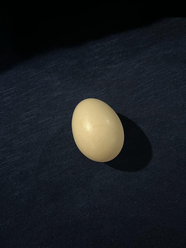 Egg Detection No 1 Object Detection Dataset By Pcb