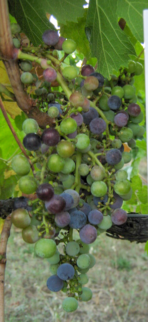 grape maturity Object Detection Dataset by University of Science and Technology of Northern ...