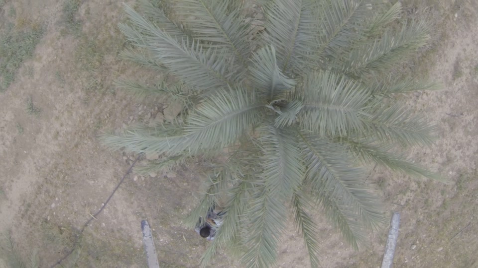 Date Palm Crown Object Detection Dataset By Sharif