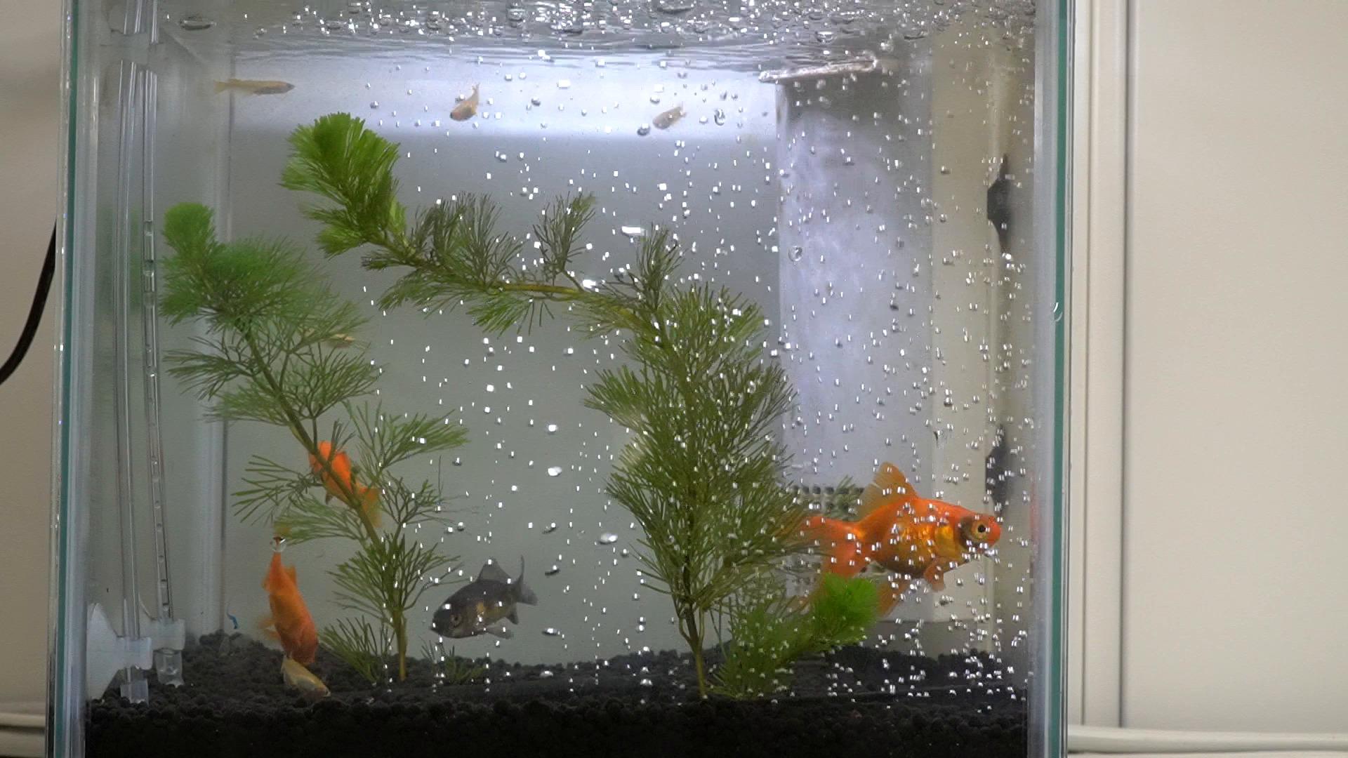 How to Use the sample Object Detection API