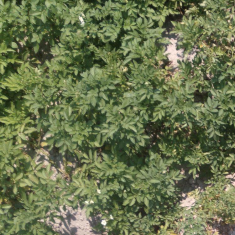 potato-crop Object Detection Dataset by iitjammu