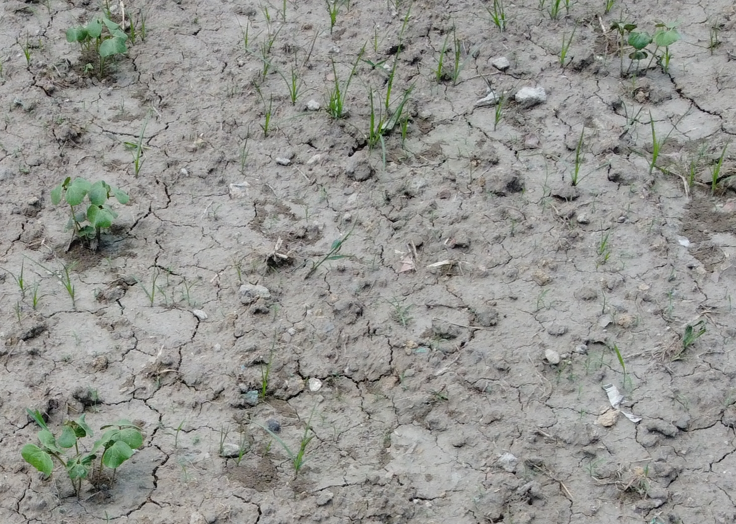 seedling-segmentation Instance Segmentation Dataset by seedling