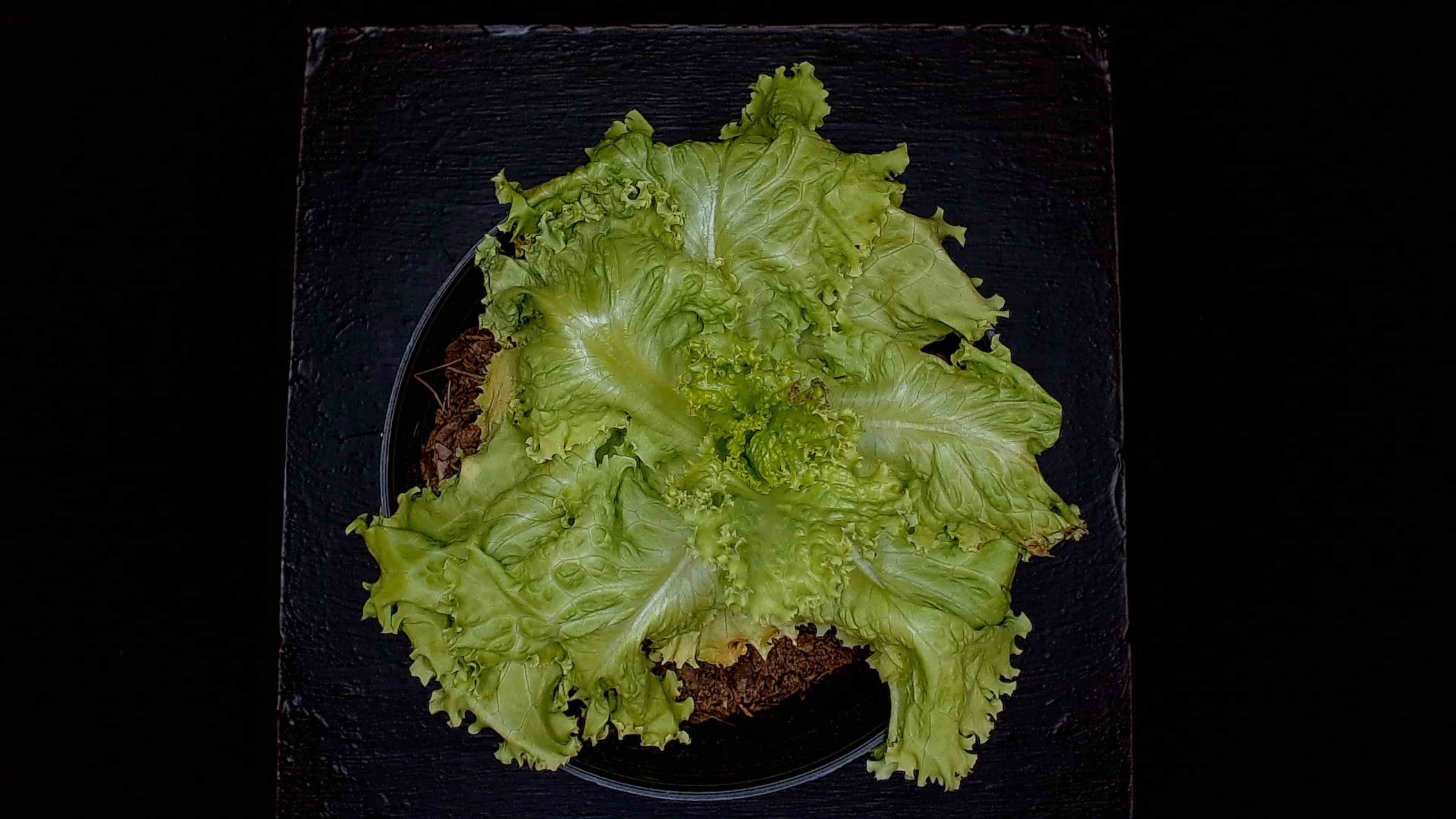 lettuce_water stress Classification Dataset by school