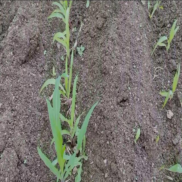 corn Object Detection Dataset and Pre-Trained Model by Raya Almohaimeed