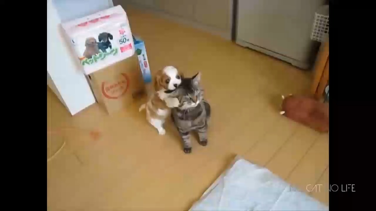 dog cat Object Detection Dataset by pongpaphop