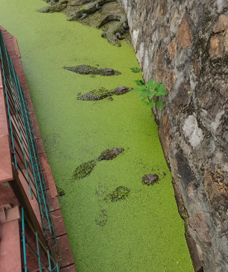 sai che (sai-che-pjsm3) - Roboflow Universe