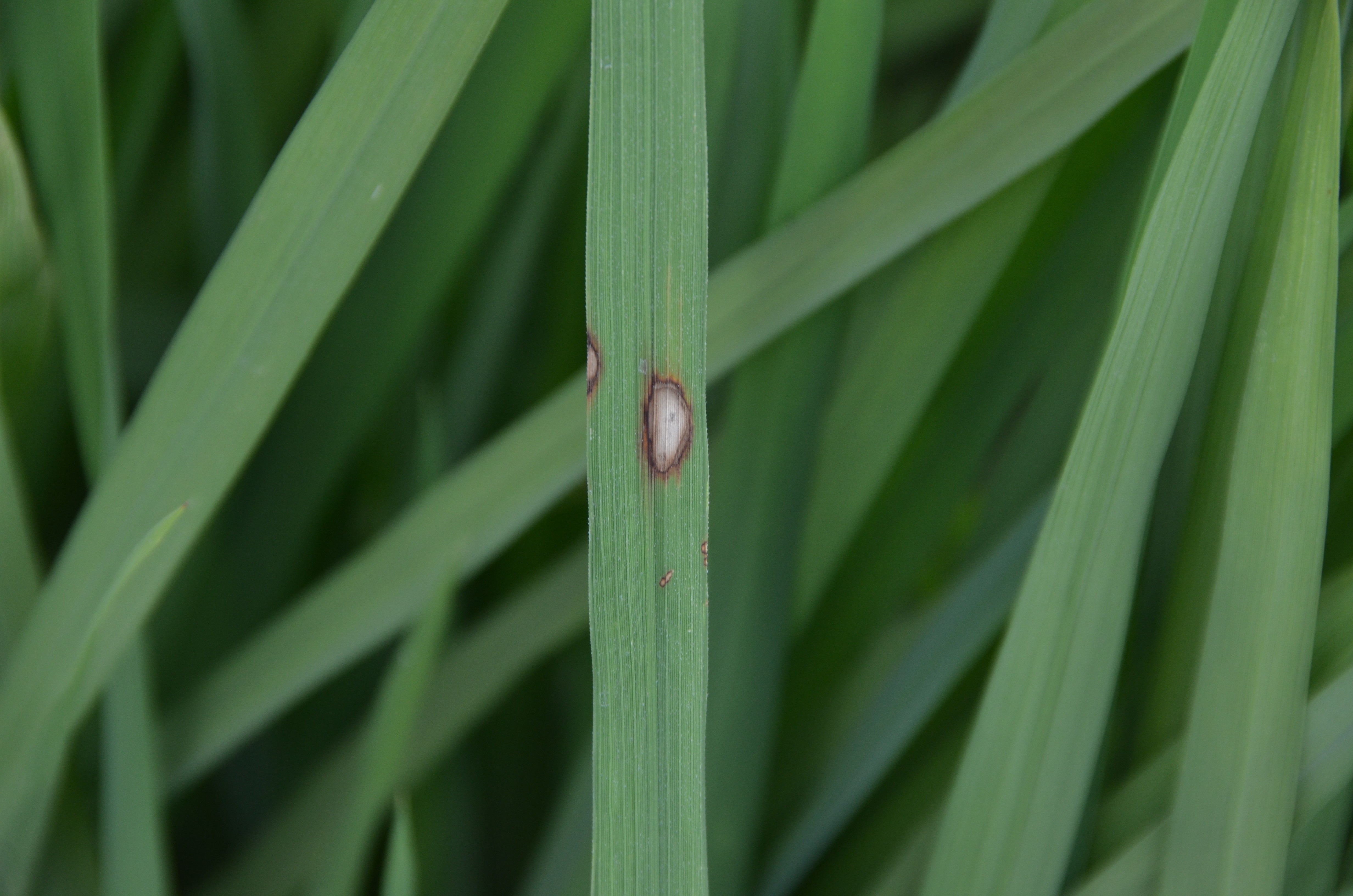Rice Pest and Desease Detection and Classification Object Detection Dataset and Pre-Trained ...
