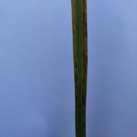 How to Use the Object Detection and Classification Rice Leaf Diseases Object Detection API