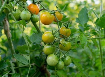 Tomato 2 - Roboflow Universe