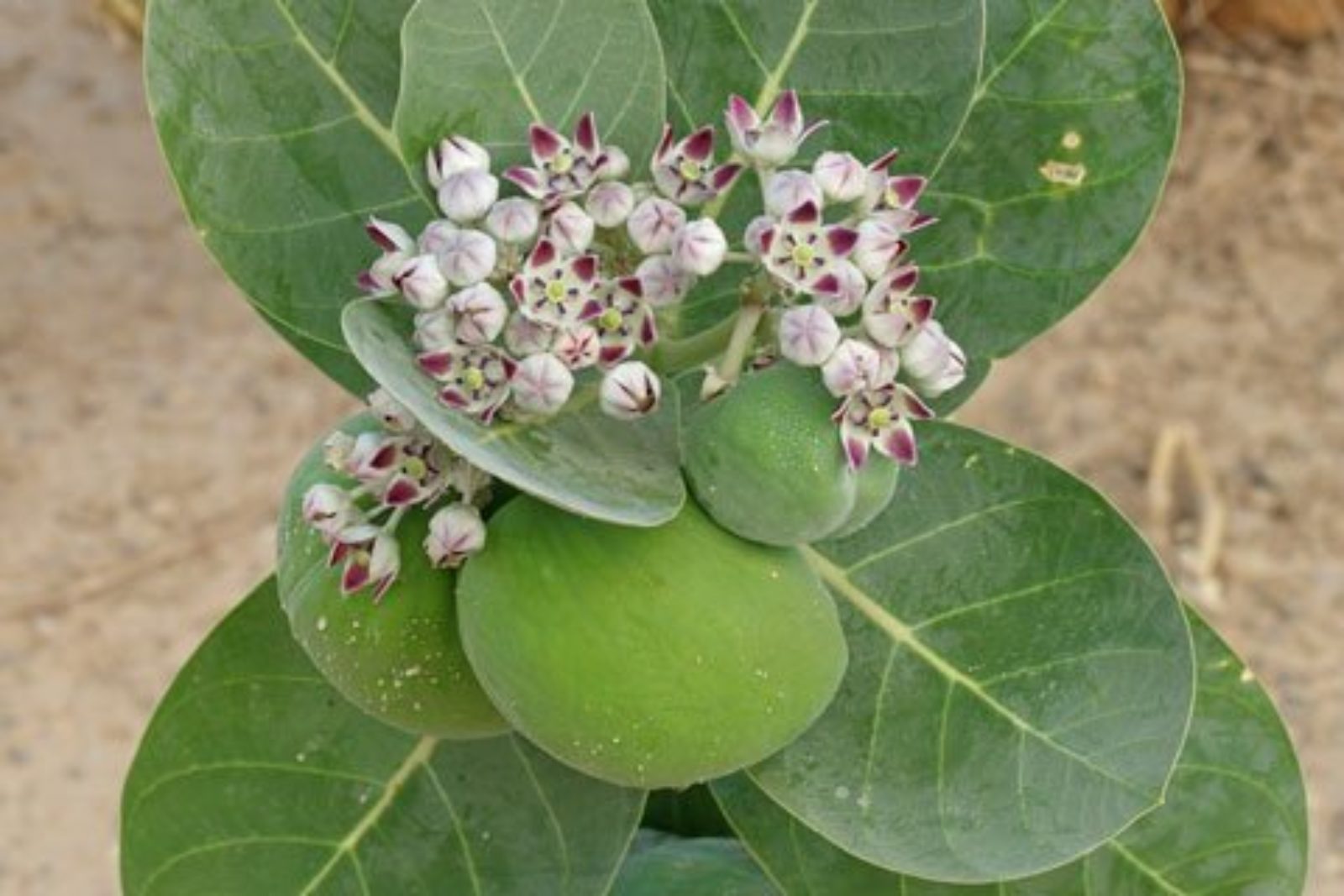 Medicinal And Poisonous Plant Detection Object Detection Dataset And