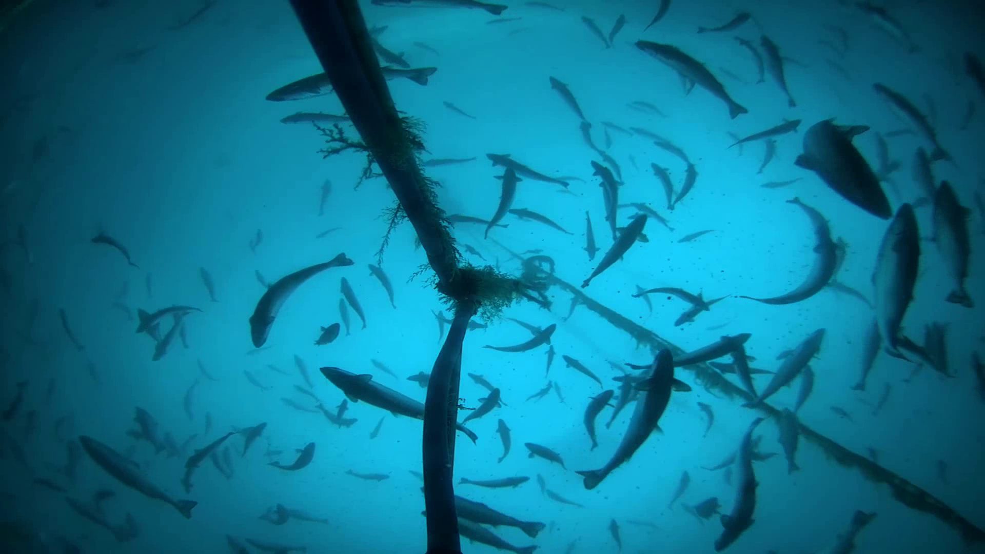 Feed Tracker Object Detection Dataset and Pre-Trained Model by JTElectric