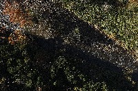 Forest Analysis Instance Segmentation Dataset and Pre-Trained Model by Image AI development