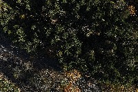 Forest Analysis Instance Segmentation Dataset and Pre-Trained Model by ...