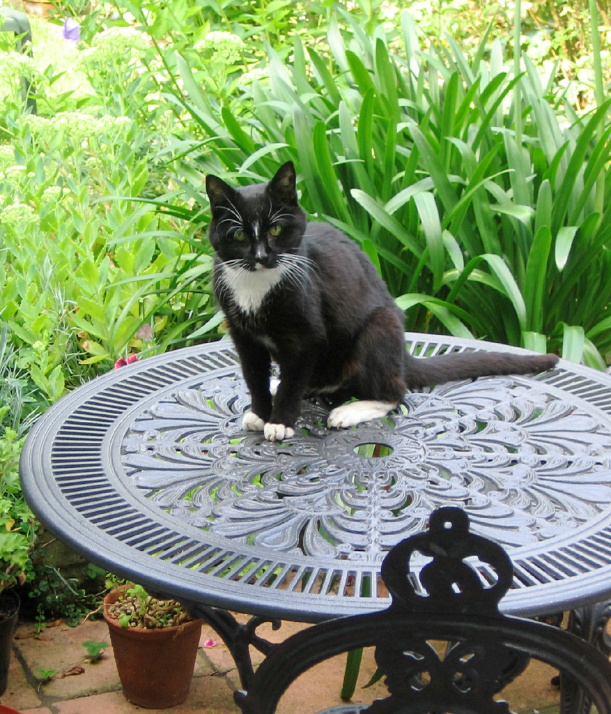 cat Object Detection Dataset and Pre-Trained Model by dog and cats