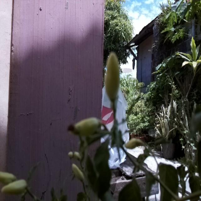 Chili Pepper Detection Instance Segmentation Dataset and Pre-Trained Model by Cebu Technological ...