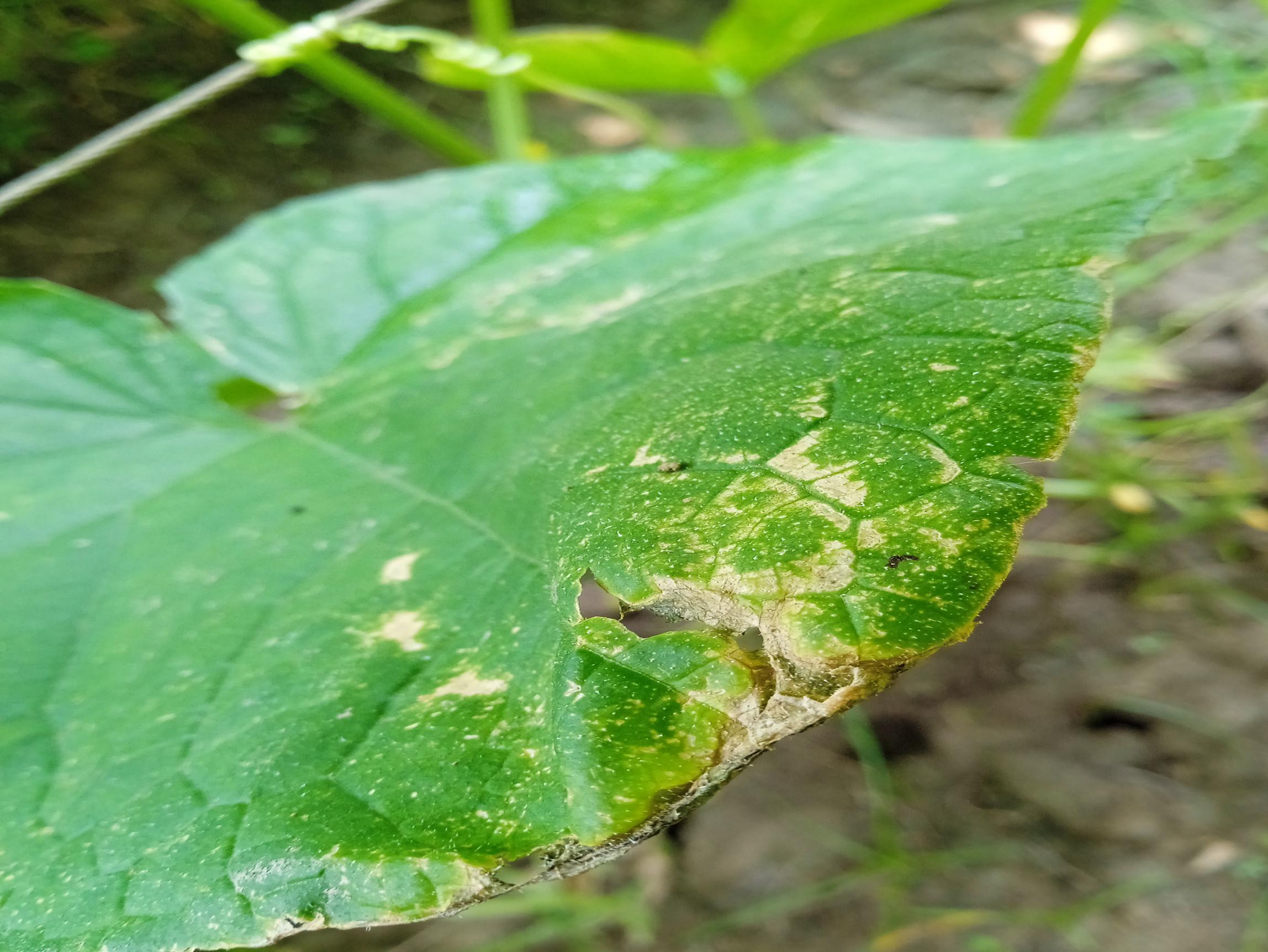 Cucumber Leaf Classification Dataset V1 2023 11 08 10 37am By Agridetect