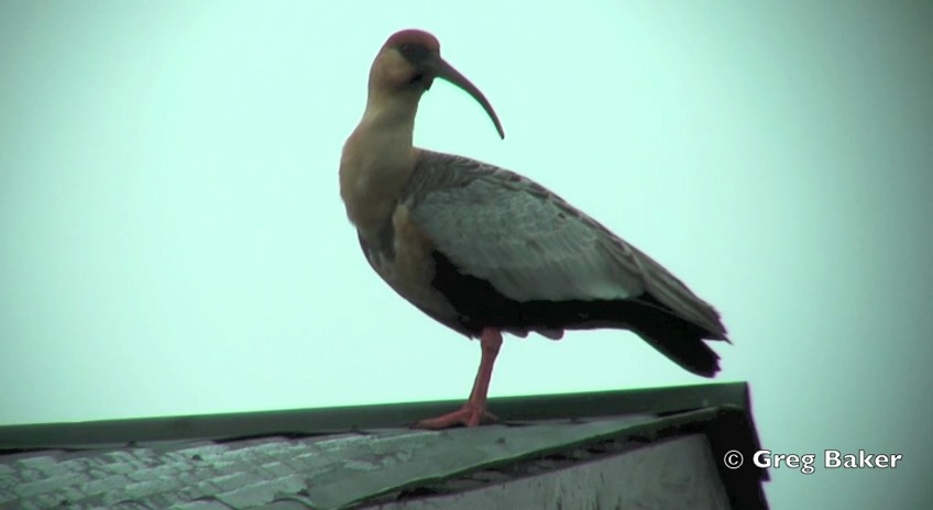 birds Object Detection Dataset and Pre-Trained Model by TANU