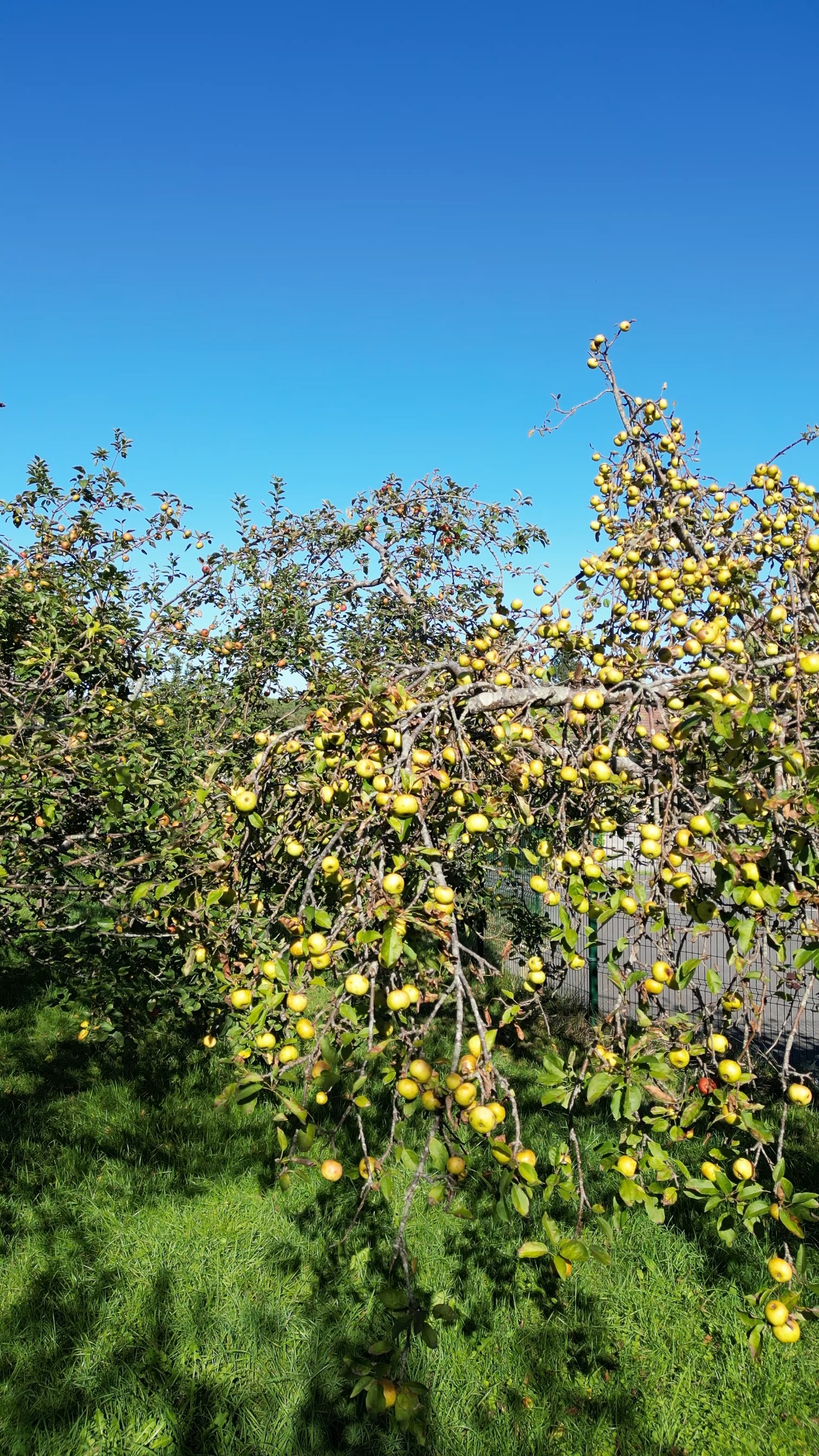 How to Use the Prueba Manzanas 2 Object Detection API