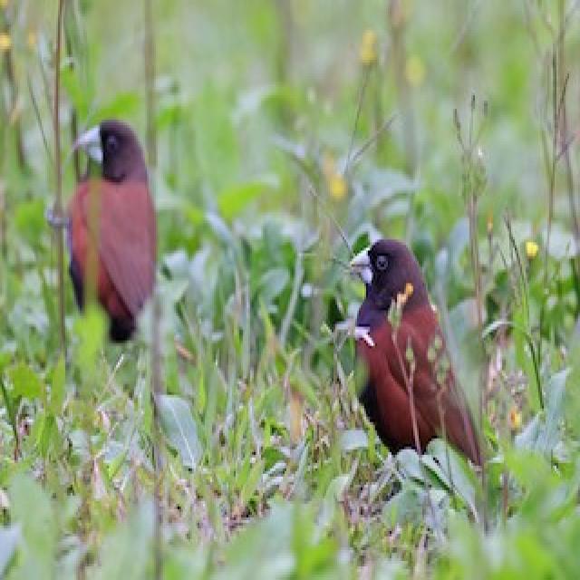 Bird Recognizer Object Detection Dataset by Bird App