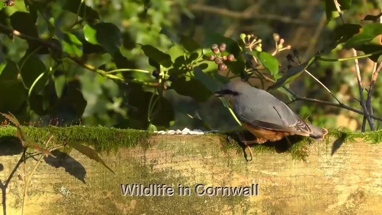 Birds Model Object Detection Dataset By Ahmadjamhuri