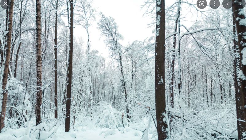 Tree-detectiom Object Detection Dataset by baum