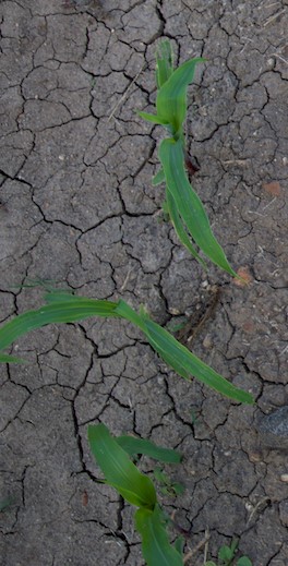 How to Use the planta Object Detection API