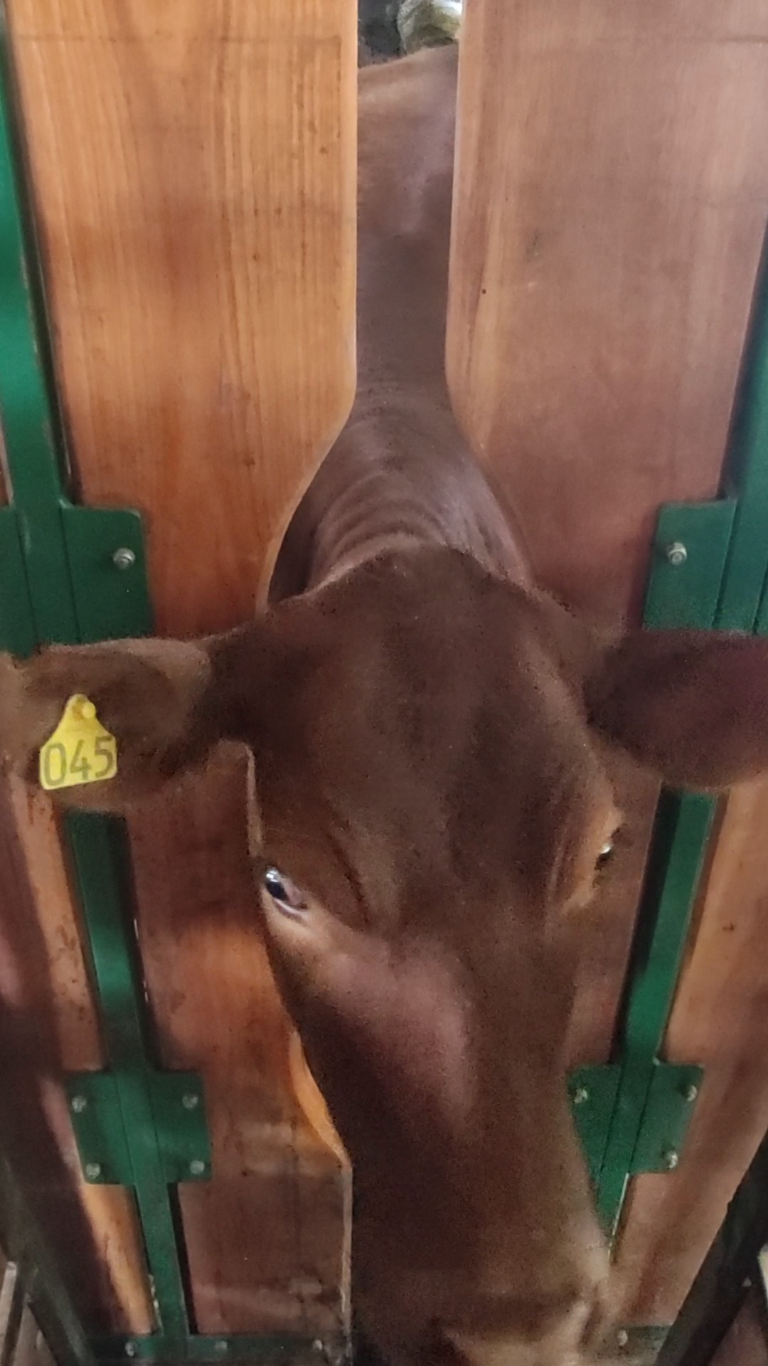 Cattle detection and classification#1 Object Detection Dataset and Pre-Trained Model by Lupora