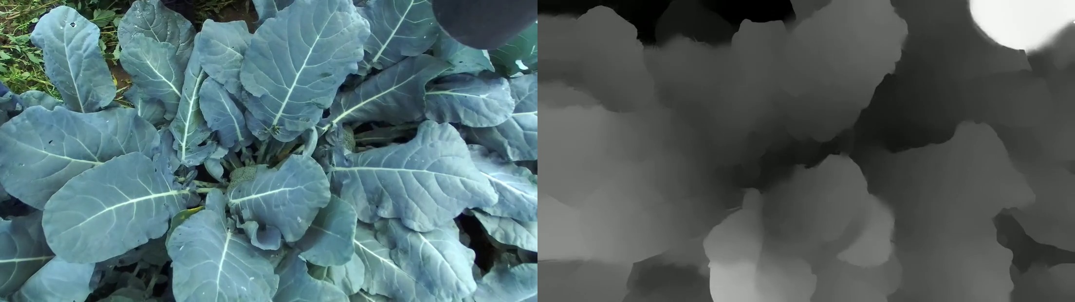 Broccoli Detection Object Detection Dataset by Public Workspace