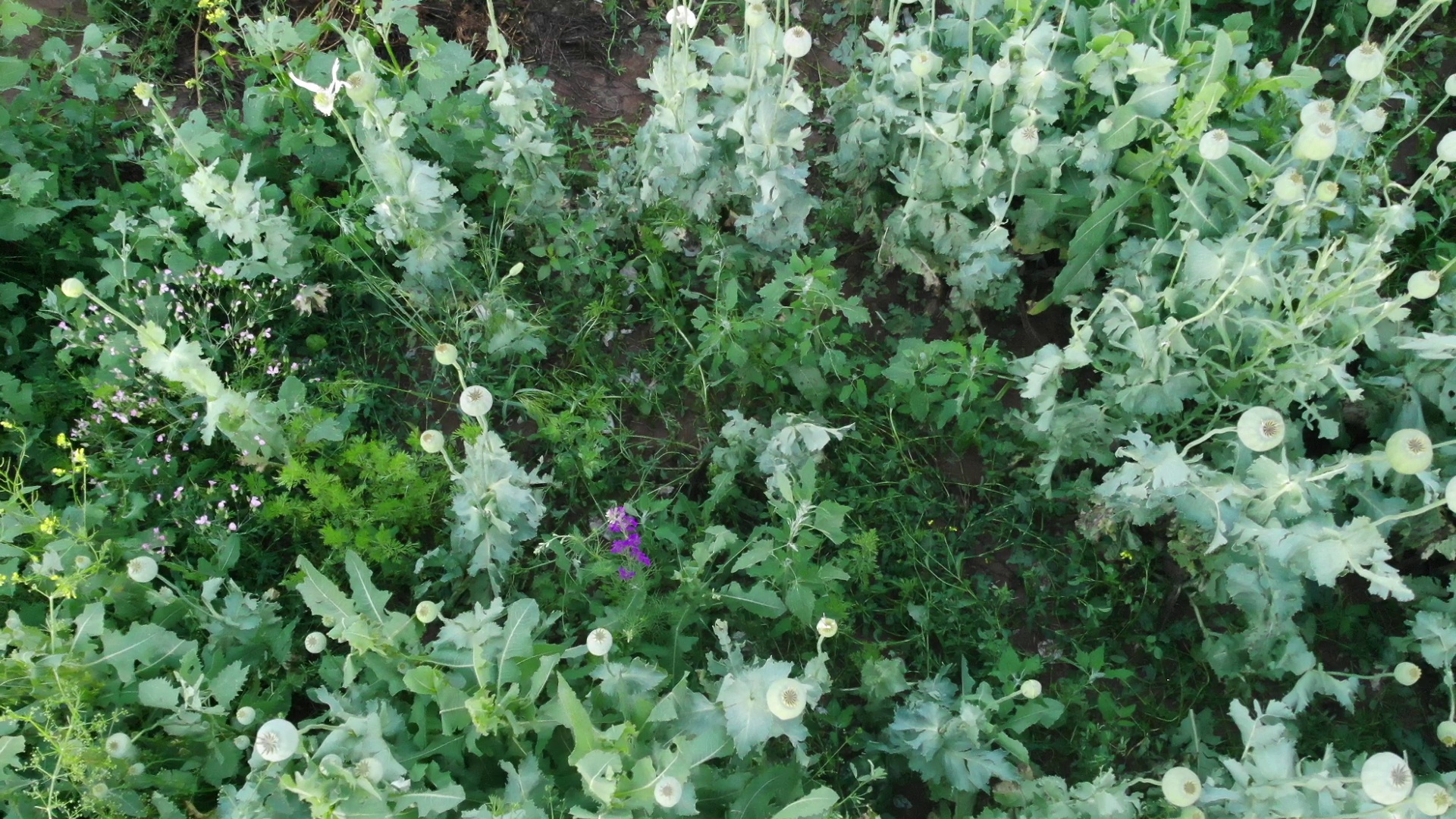 hashas Object Detection Dataset and Pre-Trained Model by yapay zeka