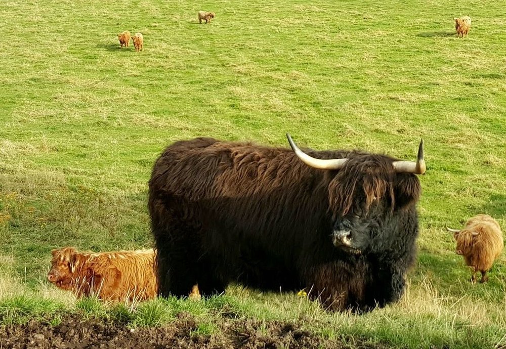 How to Use the Cow model Object Detection API