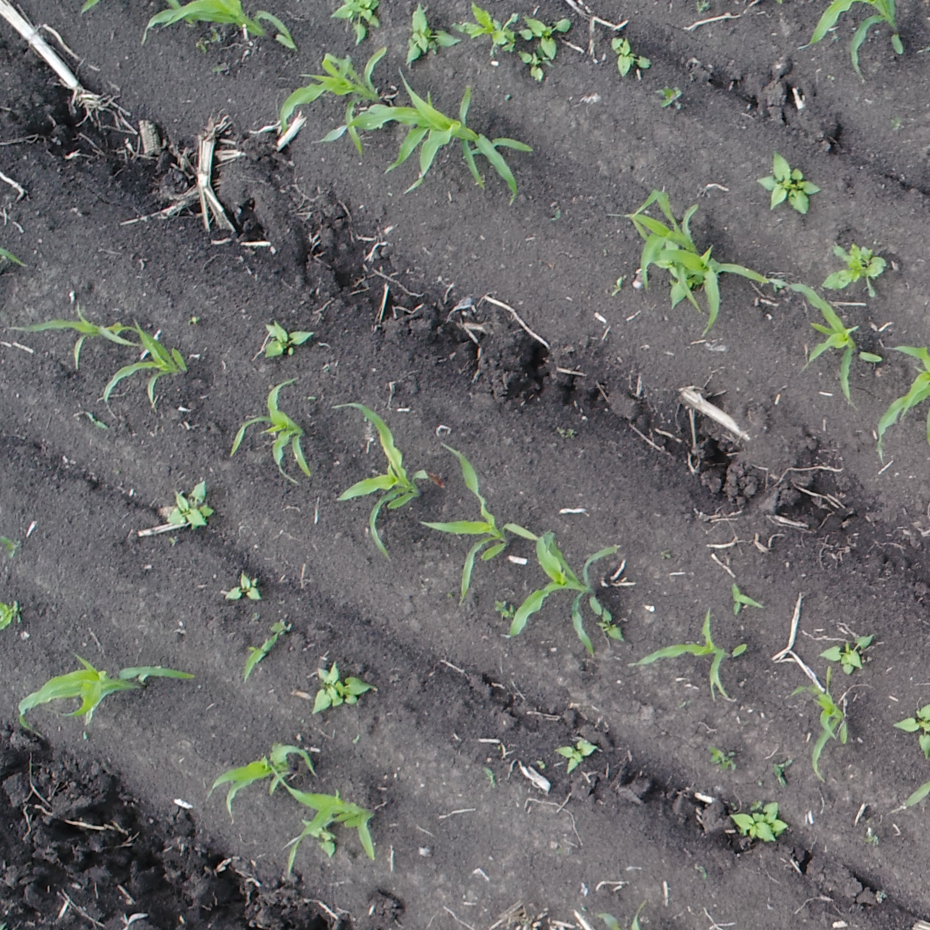 Maize Seedling Detection Object Detection Dataset By Fyxdds