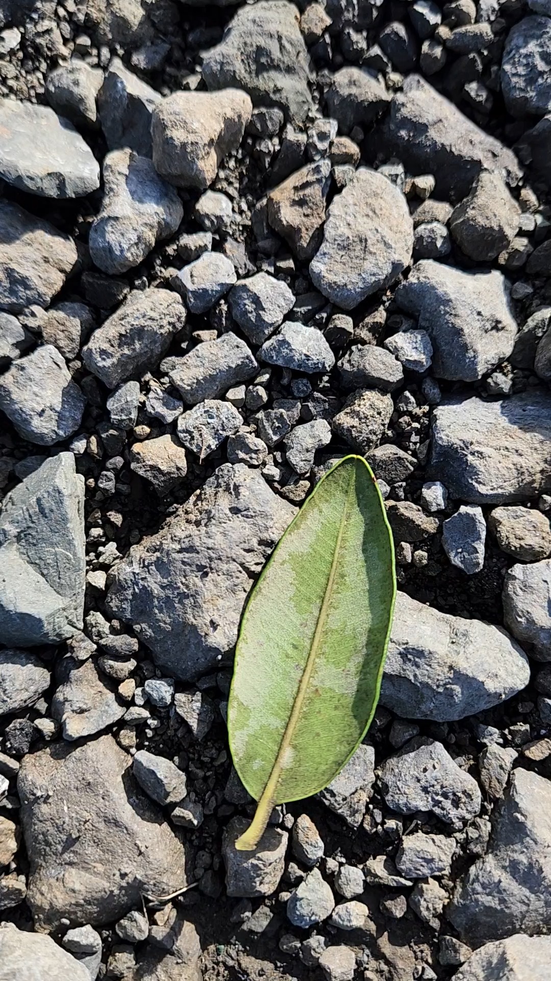 Tree Leaf Recognition Roboflow Universe 4133