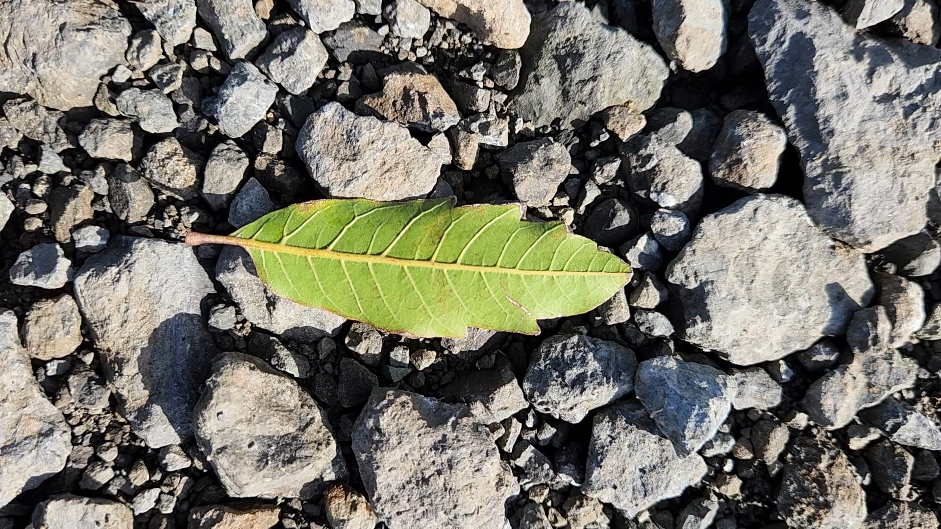 Ae Leaf Detection Object Detection Dataset By Tree Leaf Recognition