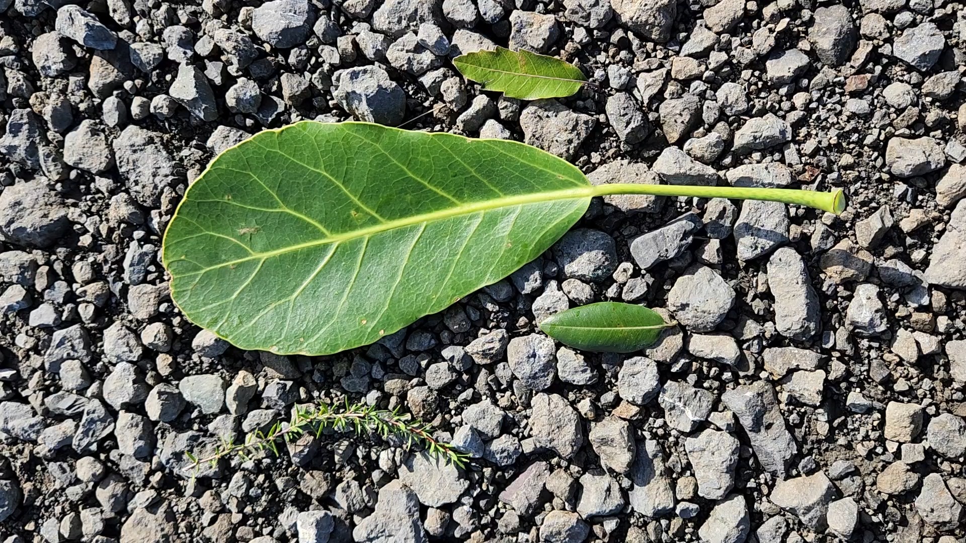 Combination of leaves Object Detection Dataset by Tree leaf recognition