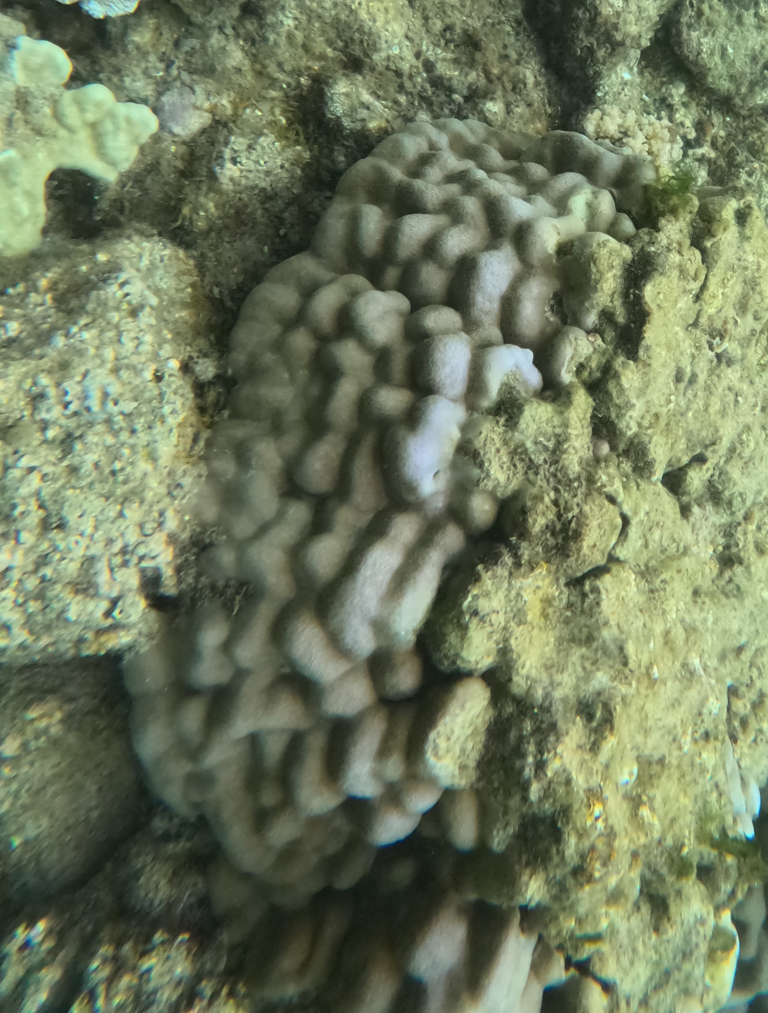 Coral Recognition 1 Object Detection Dataset and Pre-Trained Model by University of Hawaii Hilo ...