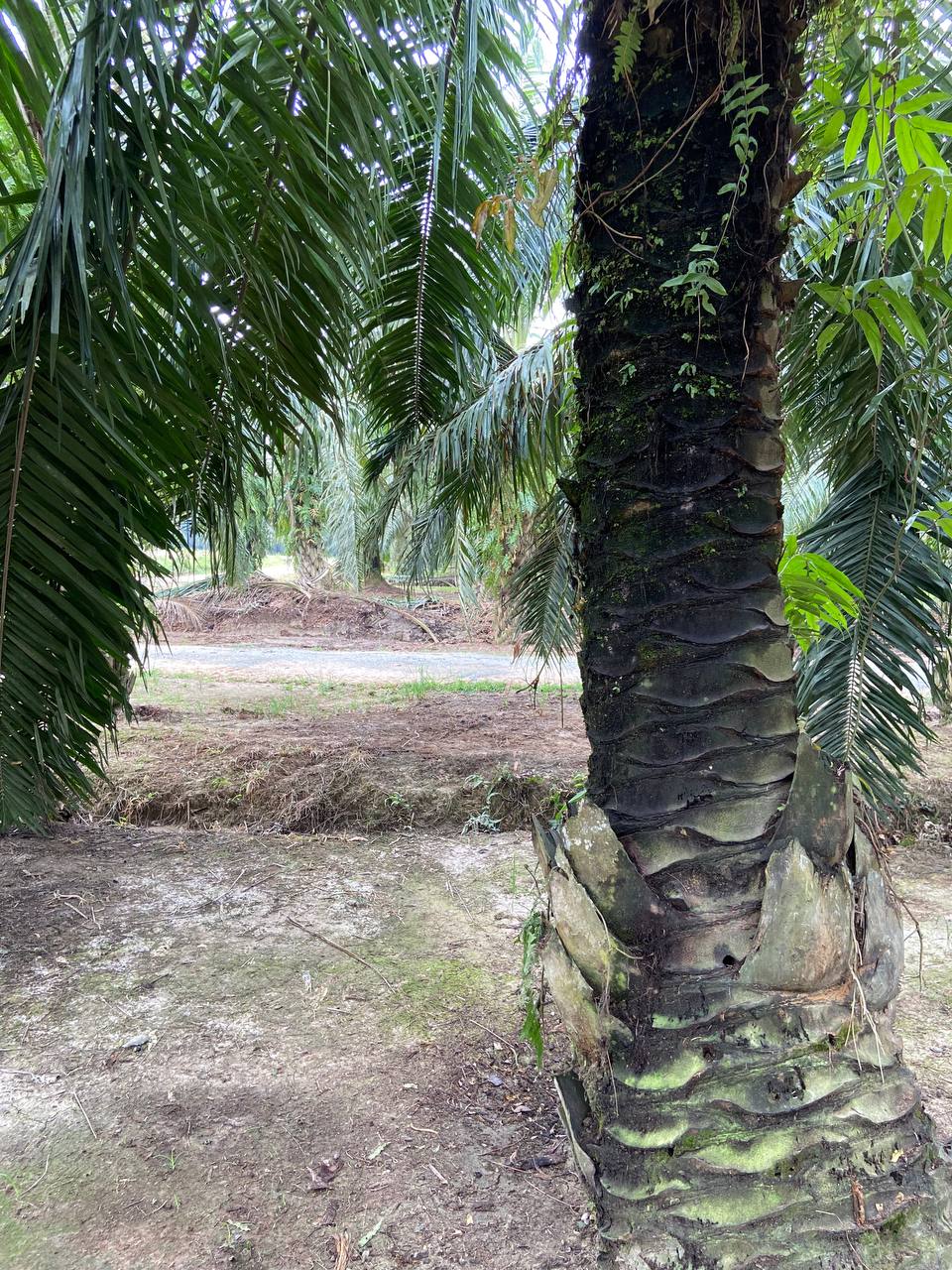 Palm Tree Object Detection Dataset And Pre Trained Model By Sime Darby