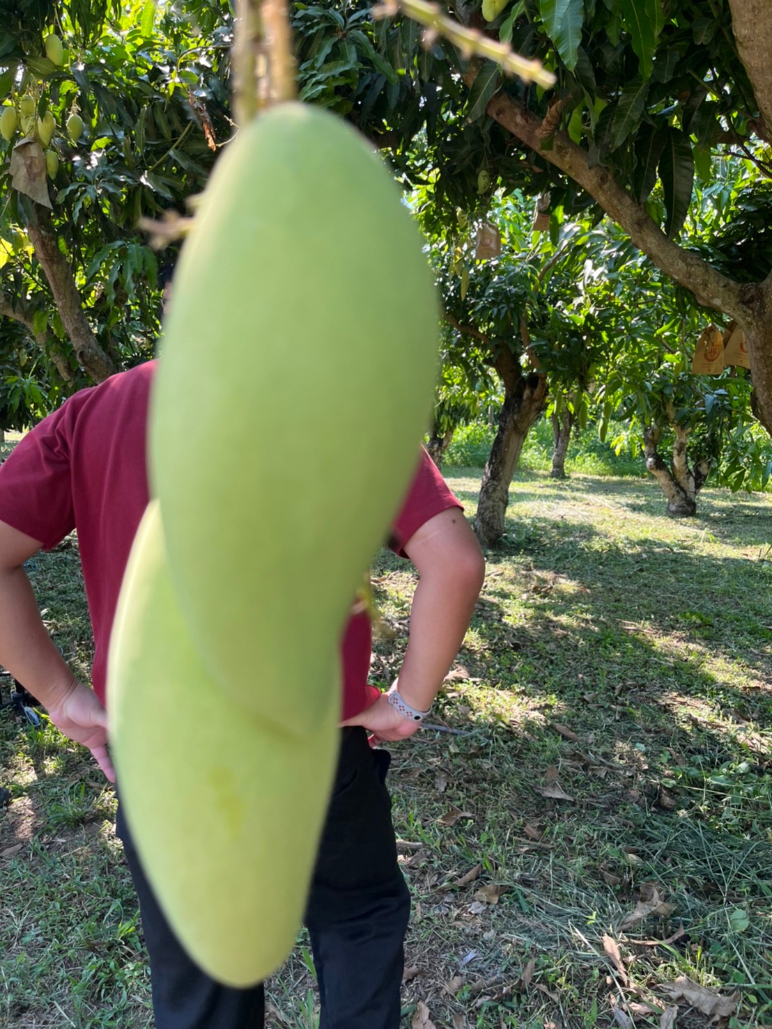 Mask to TF1 Record Object Detection Dataset by CMU MANGO