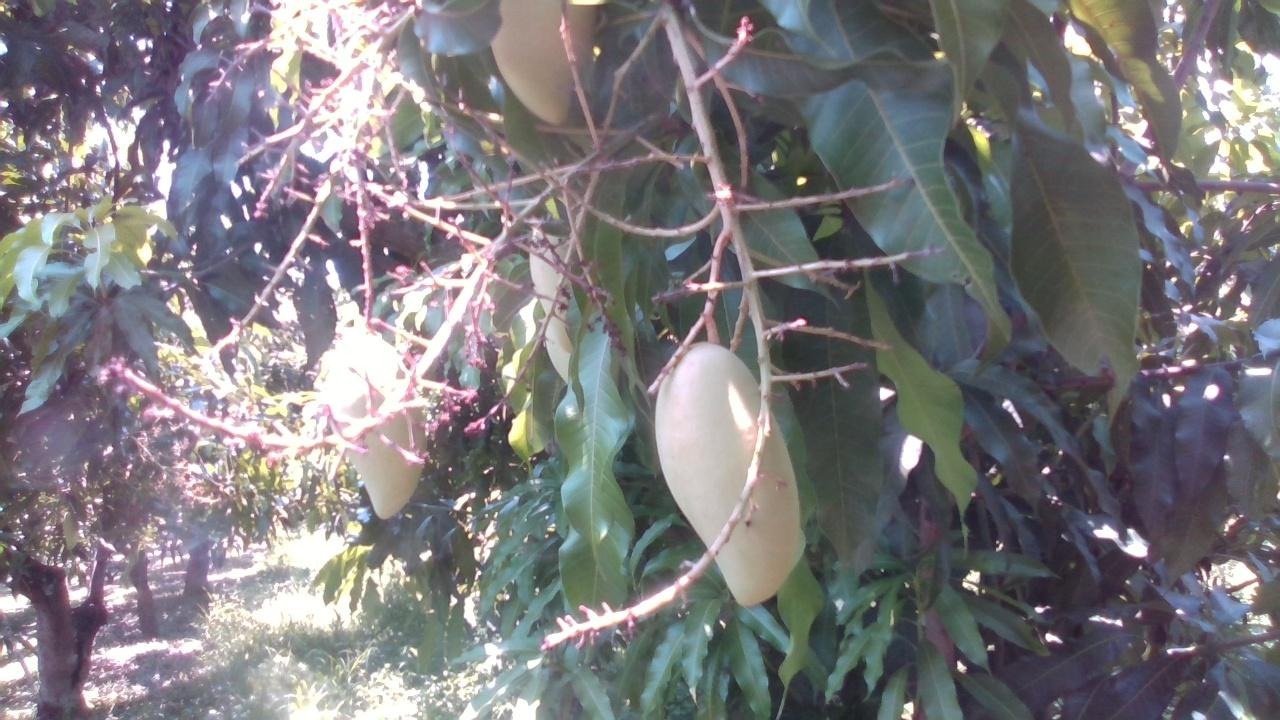 Mangobag370 Object Detection Dataset By Cmu Mango