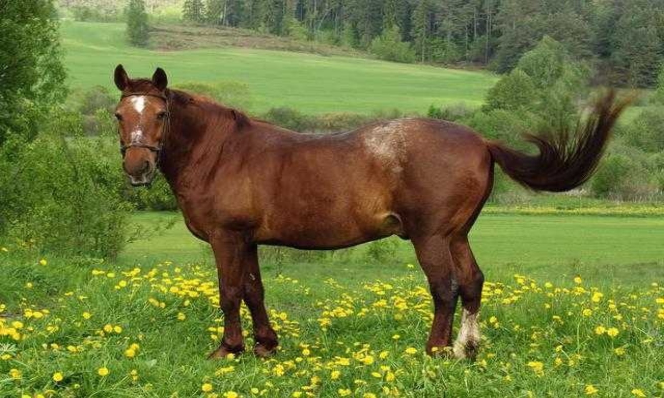 horse_valid Object Detection Dataset by Vigneshwara