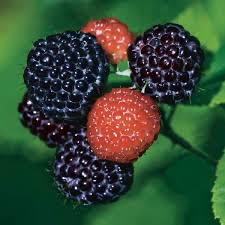 Rubus coreanus (Bokbunja) Object Detection Dataset by Thesisproject