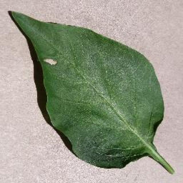 precision Object Detection Dataset by PlantVillage