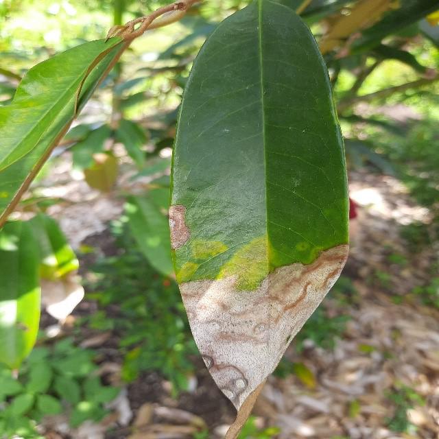 Durian Disease Classification Dataset and Pre-Trained Model by DSI444