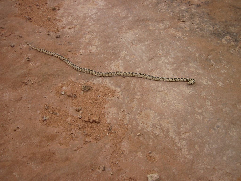 Snake Object Detection Dataset by z Pillow Tap