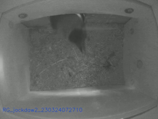 jackdaw_detection Object Detection Dataset by Sol Lab