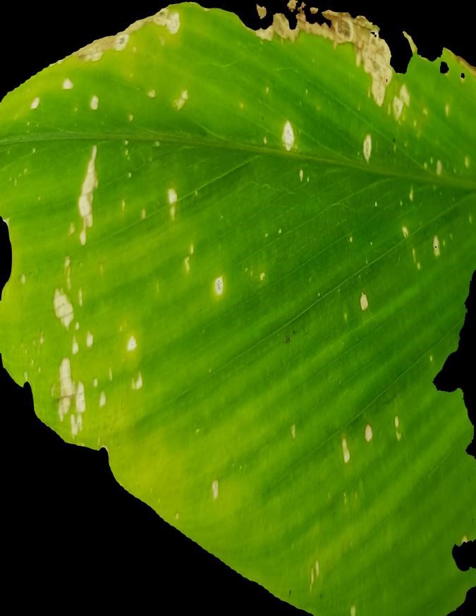 YOLOv5_cardamom Object Detection Dataset and Pre-Trained Model by Shinto Tony