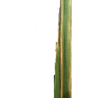 Rice Leaf Disease detection obj Object Detection Dataset and Pre ...