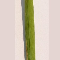 Rice Leaf Disease detection obj Object Detection Dataset and Pre ...