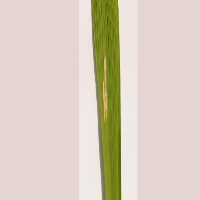 Rice Leaf Disease detection obj Object Detection Dataset and Pre ...